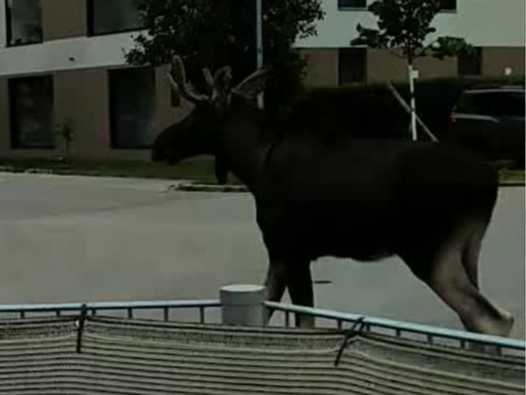 Austria's favorite animal: News about Emil the moose