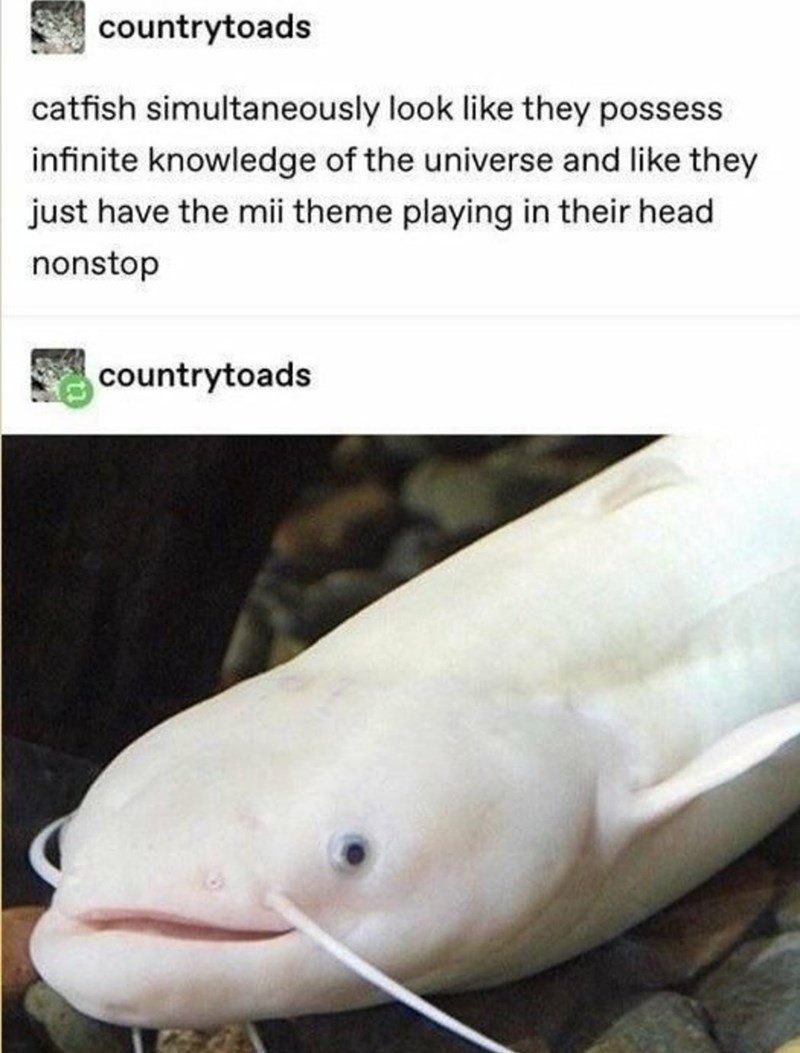 20+ Splashtastic Aquatic Animal Memes to Dive Into a Sea of Giggles