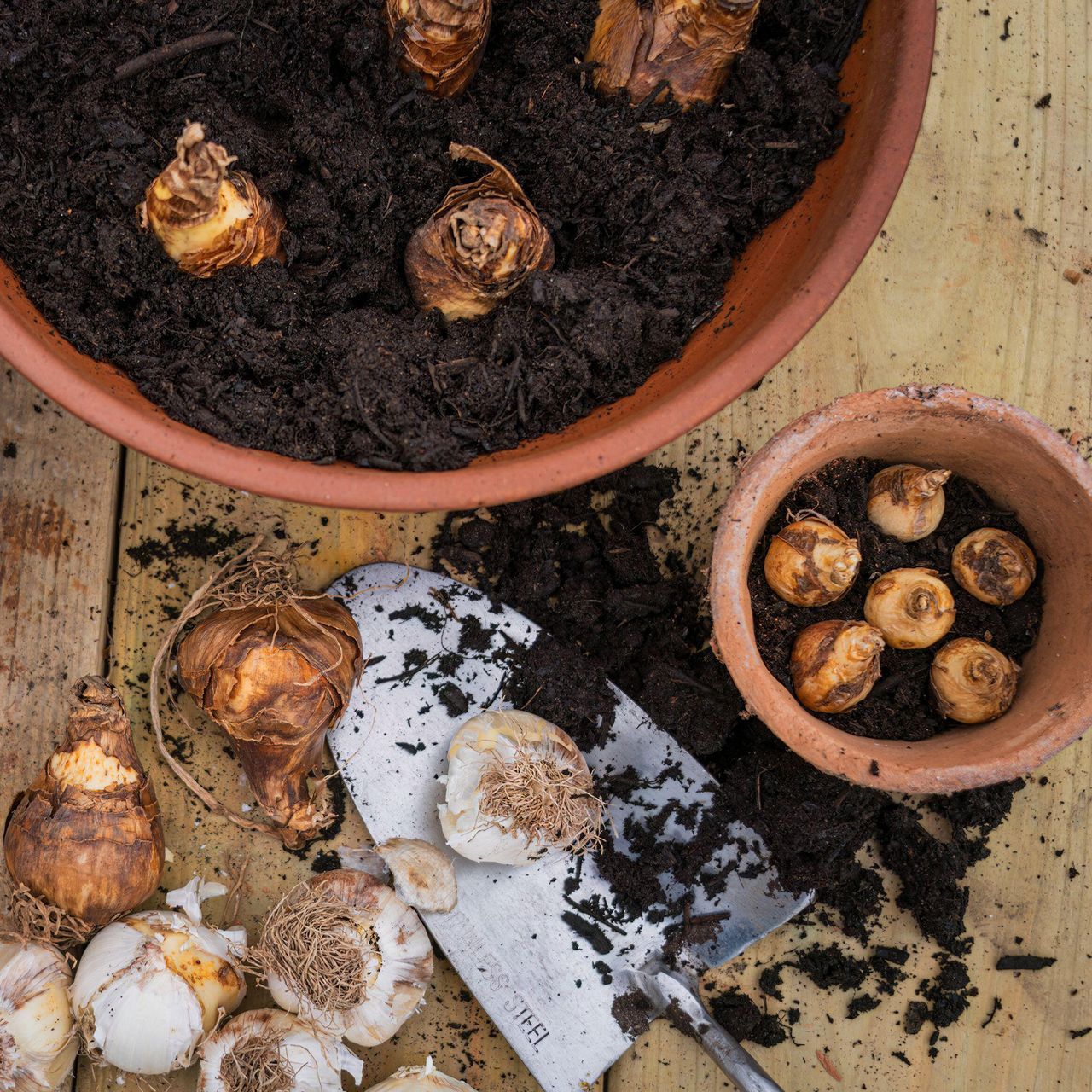 6 of the most unusual spring bulbs to plant this autumn that will ...