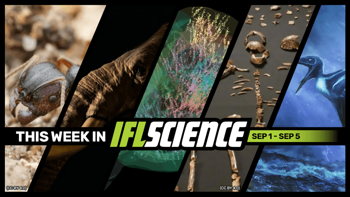 Queen Ant Produces Babies Of 2 Different Species, For The First Time Ever We Have A Complete Map ...