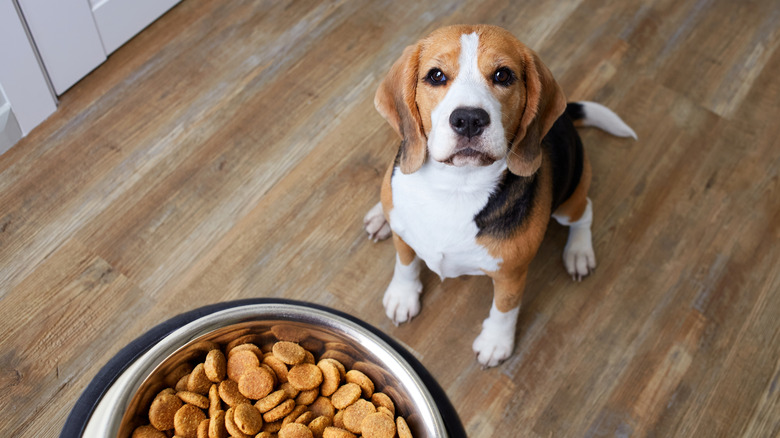 Dry Dog Food Hasn't Been Around As Long As You Might Think