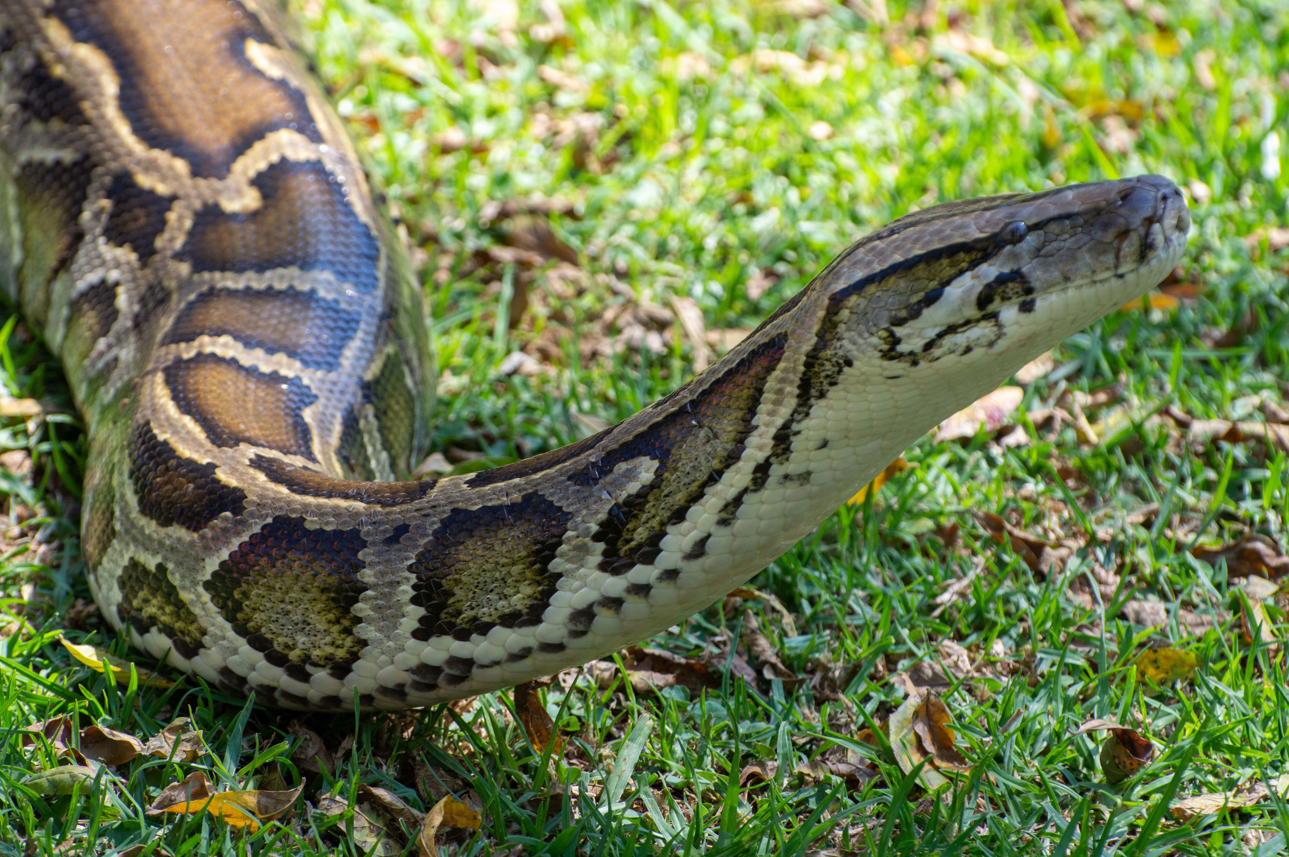 Are pythons slithering out of the Everglades and into Florida homes? See videos