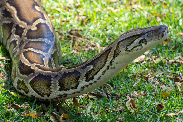 Are pythons slithering out of the Everglades and into Florida homes ...