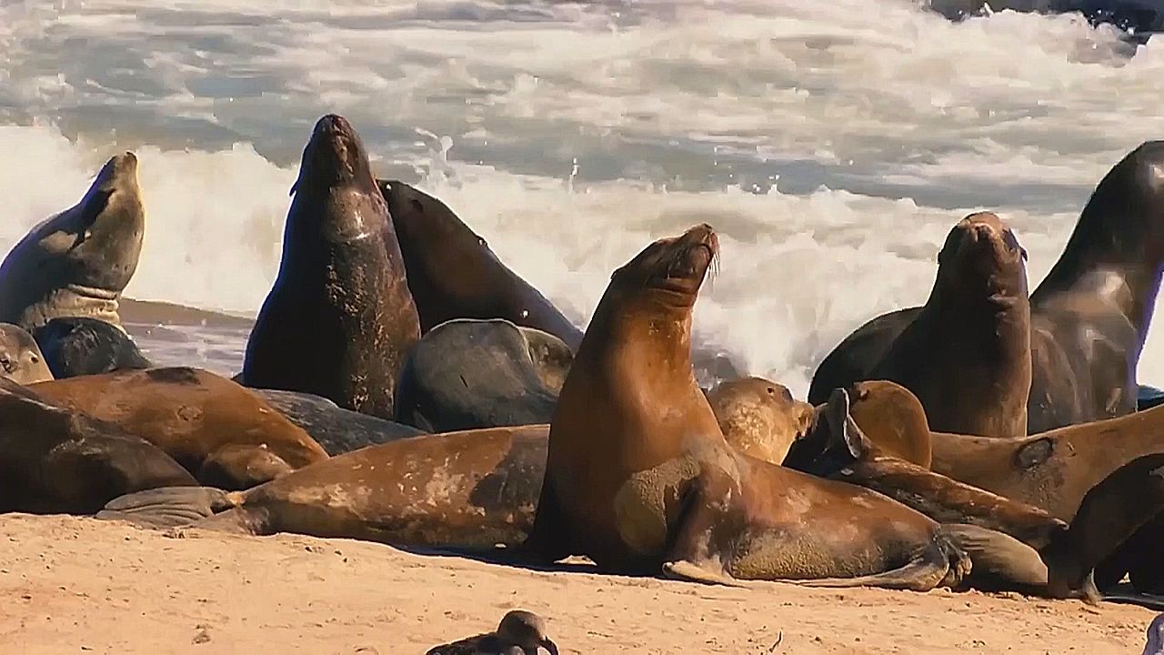 Sea lions take over California beach