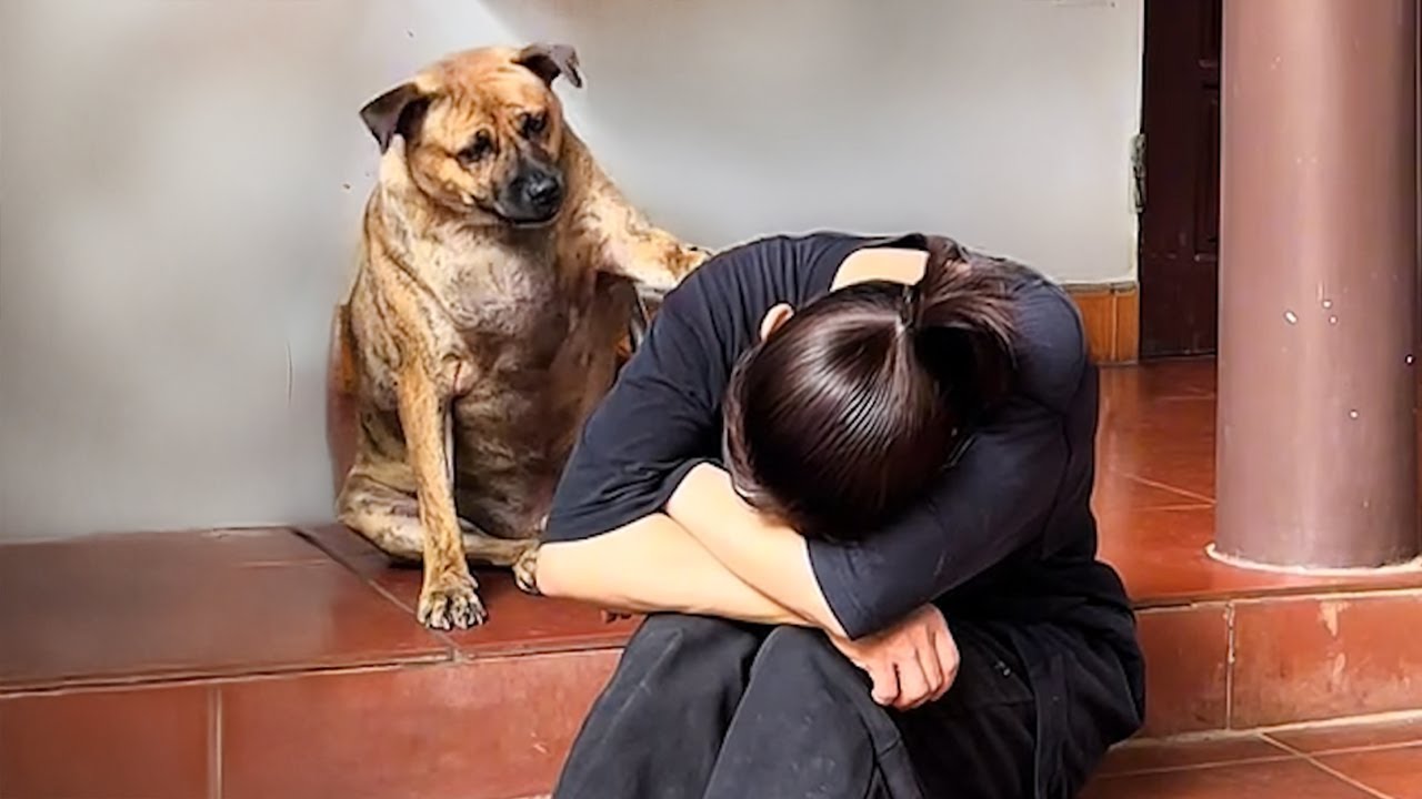 Brave hero dogs save the day in incredible real life moments