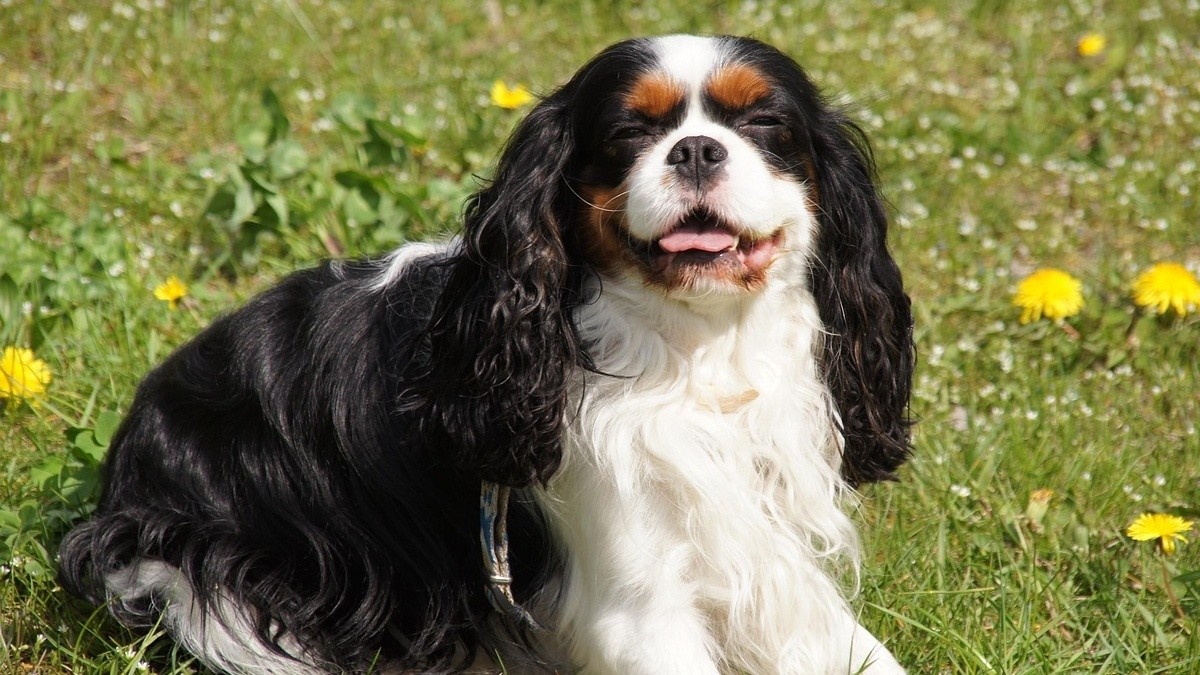 The dog breed that best matches your personality, according to experts