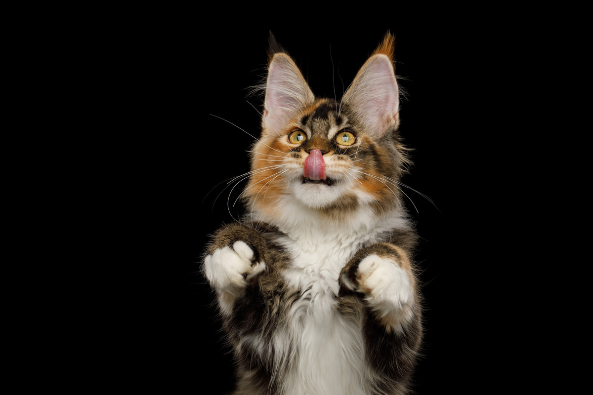 Polydactyl Maine Coon Kitten's Multiple Tiny Toe Beans Have Everyone ...