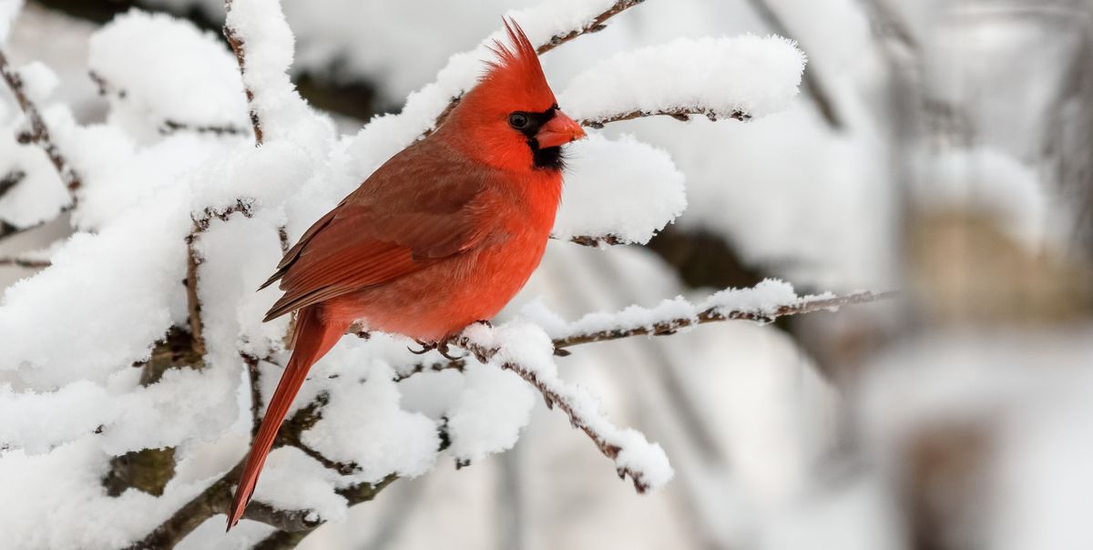 Why don’t cardinals migrate, and what do they do all winter?