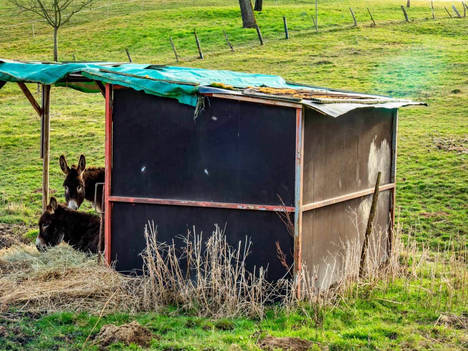 10 Things That Make Donkeys Happy