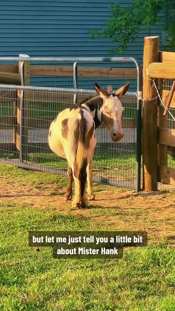 Meet Mr. Hank: Our Champion Mini Donkey Stud!