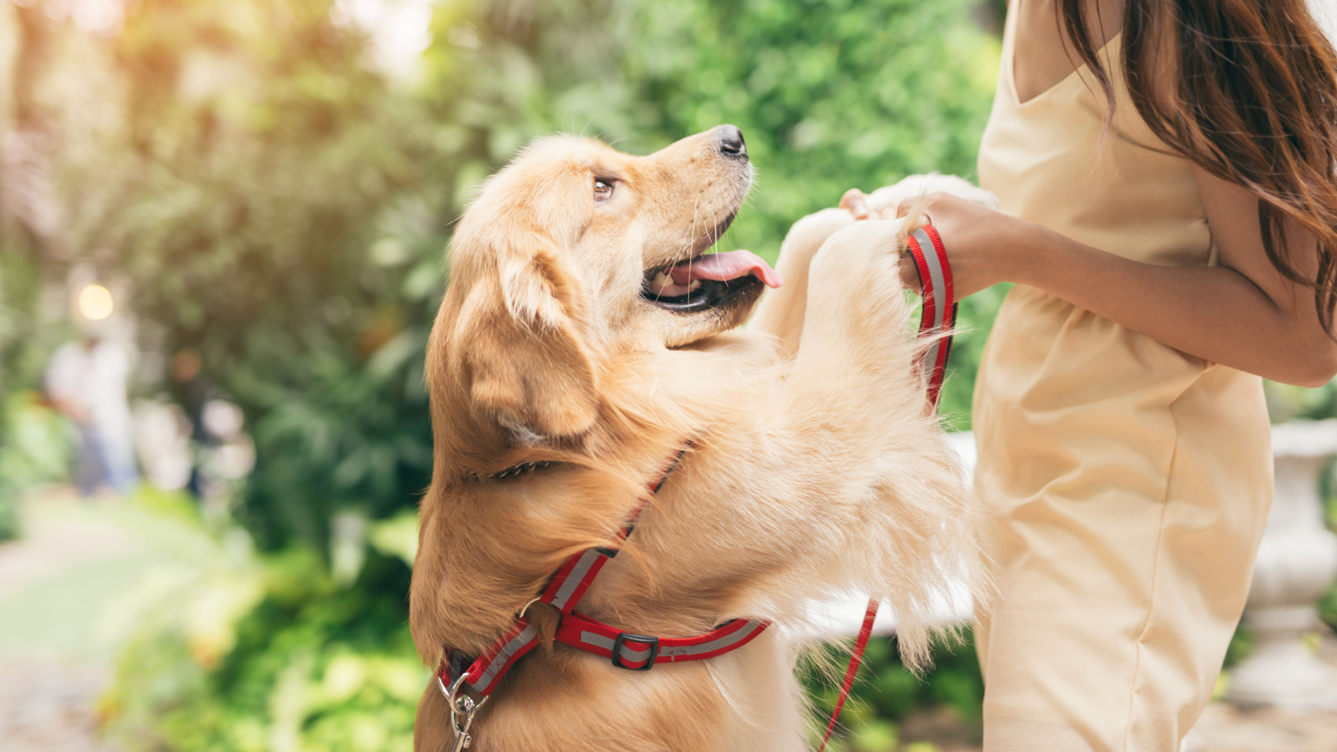13 Dog Breeds Known For Providing Emotional Support