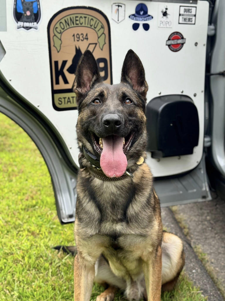 Police K9 helps locate suspect in Vernon pursuit