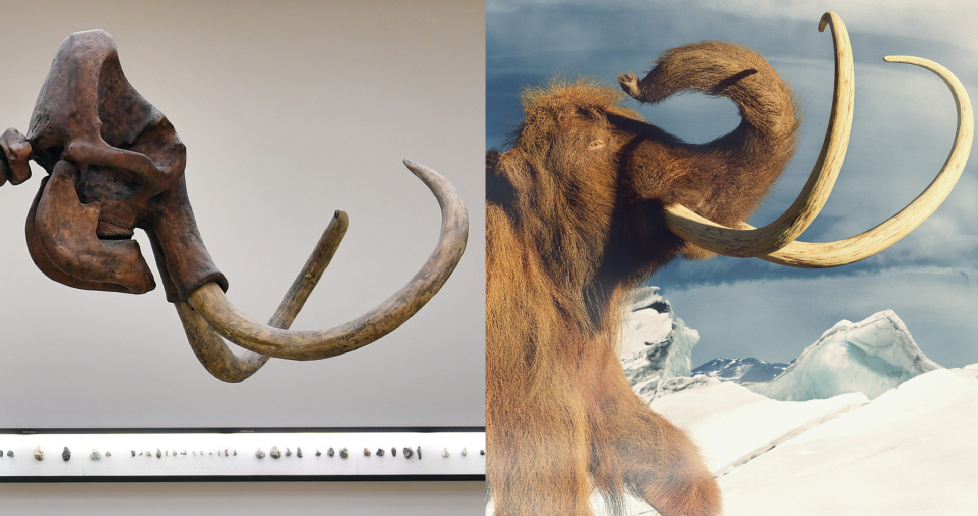 How scientists are bringing animals back from extinction