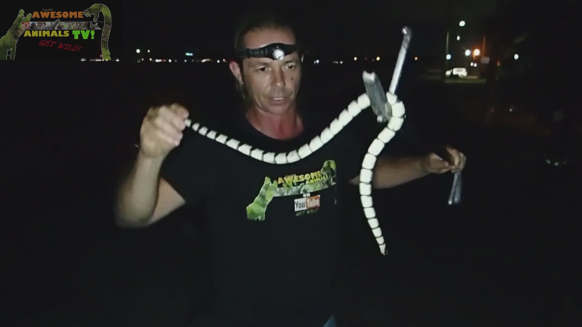 Snake beach | Sea krait beach where sea snakes come onto the land with ...