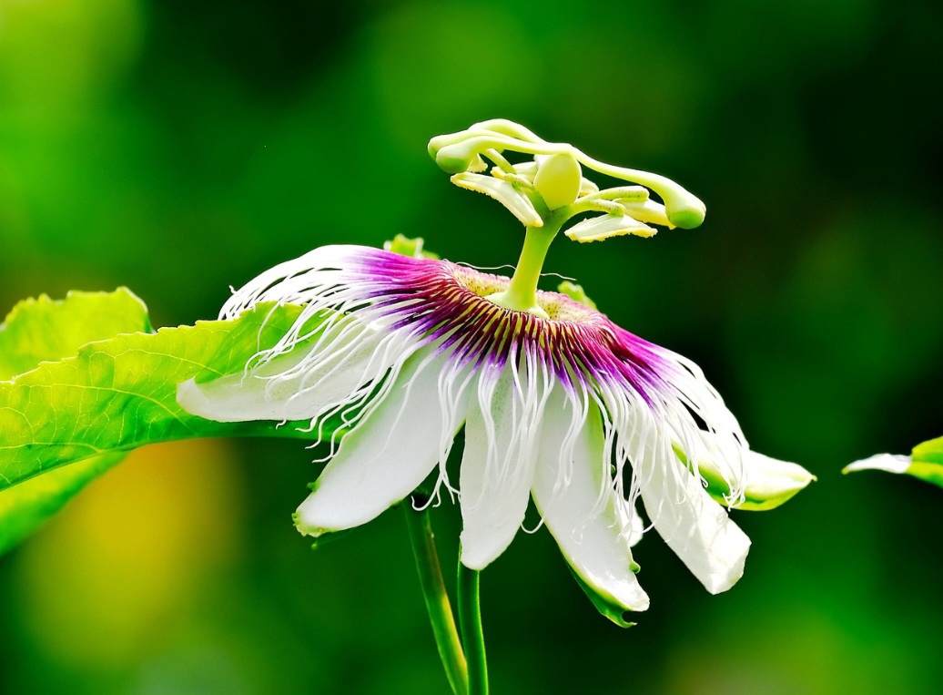 Passiflora: conheça os benefícios da planta que embeleza e ainda acalma ...