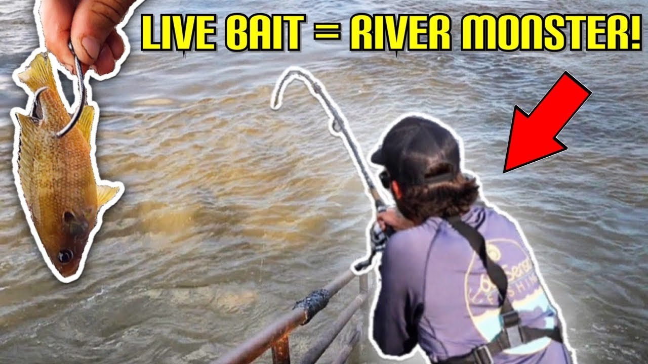Catfishing with big live bait lands river monsters