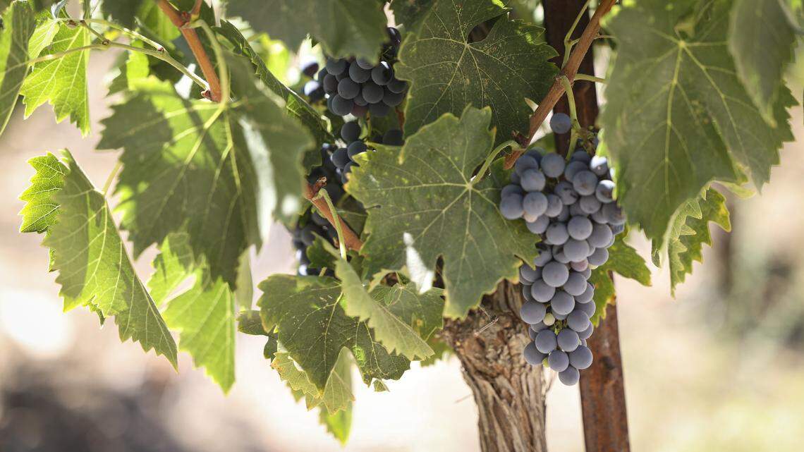 Wine grapes plunge even as SLO County crops cross $1 billion mark again