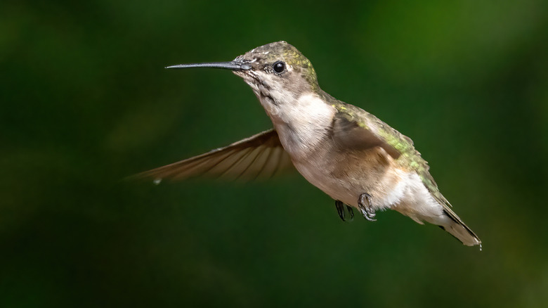 The Must-Plant Tree That'll Bring Hummingbirds To Your Yard From Spring ...