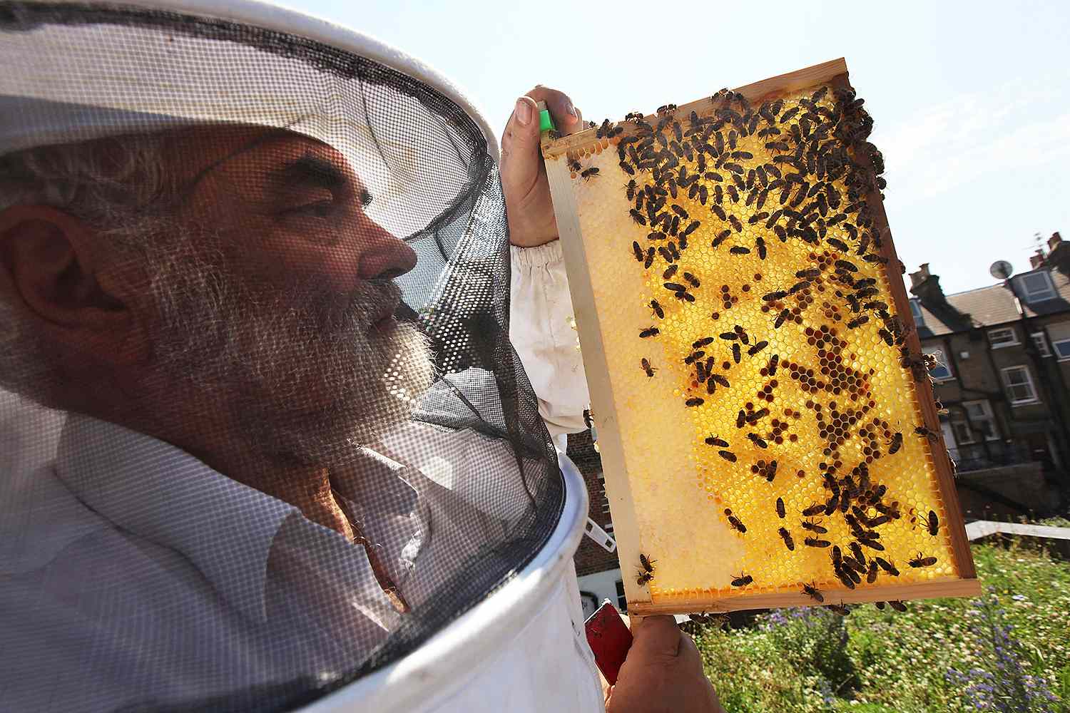 When Queen Elizabeth Died, Her Beekeeper Had to Tell the Bees. It ...