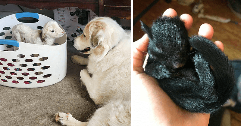 20 Itty Bitty Cute Baby Animals To Bring A Smile To Your Face ...