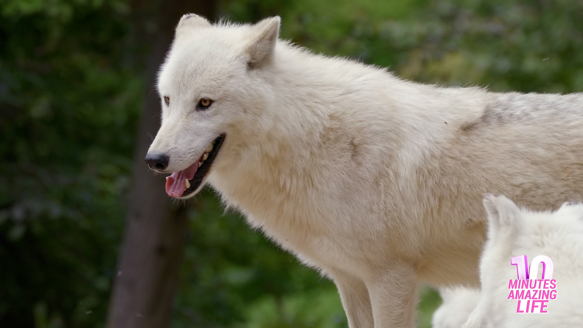 Arctic wolf with white fur in the forest