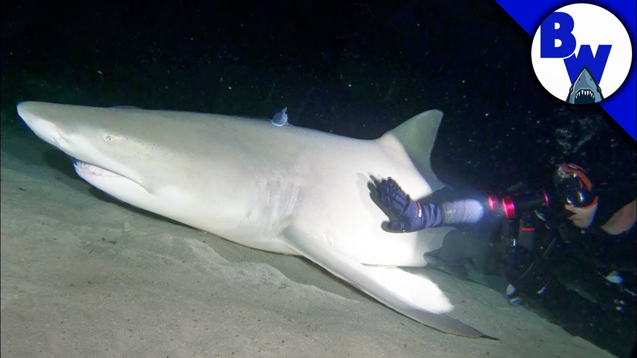 A rare encounter with a resting shark