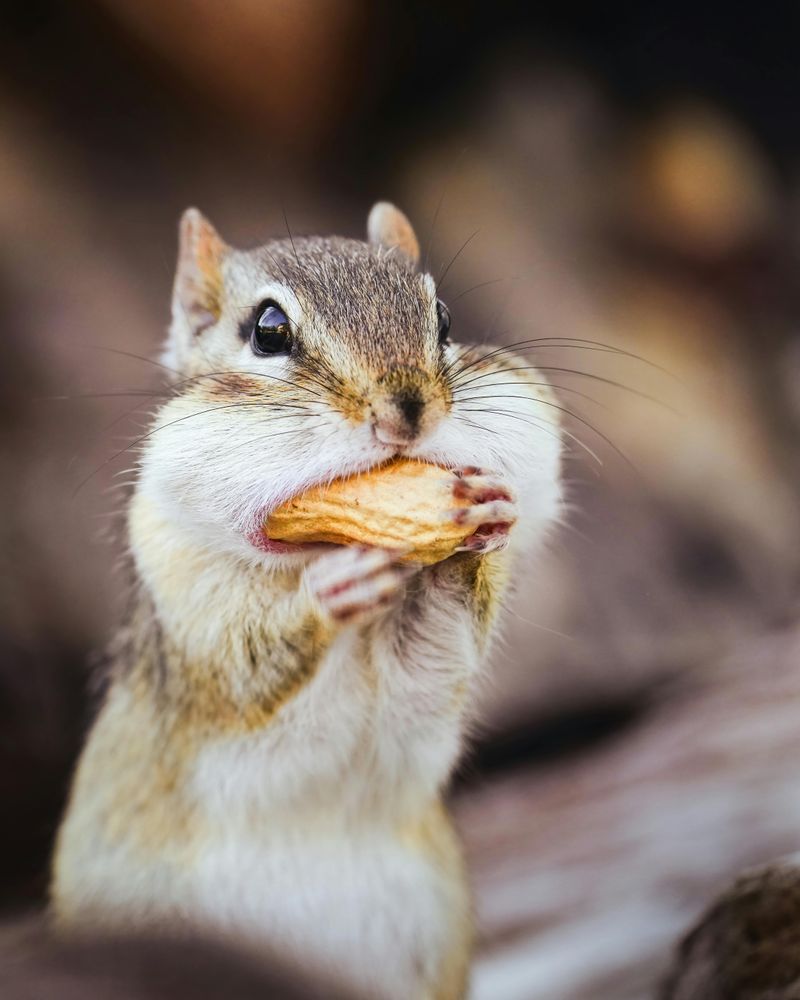 10 Animals That Eat Nuts Besides Squirrels
