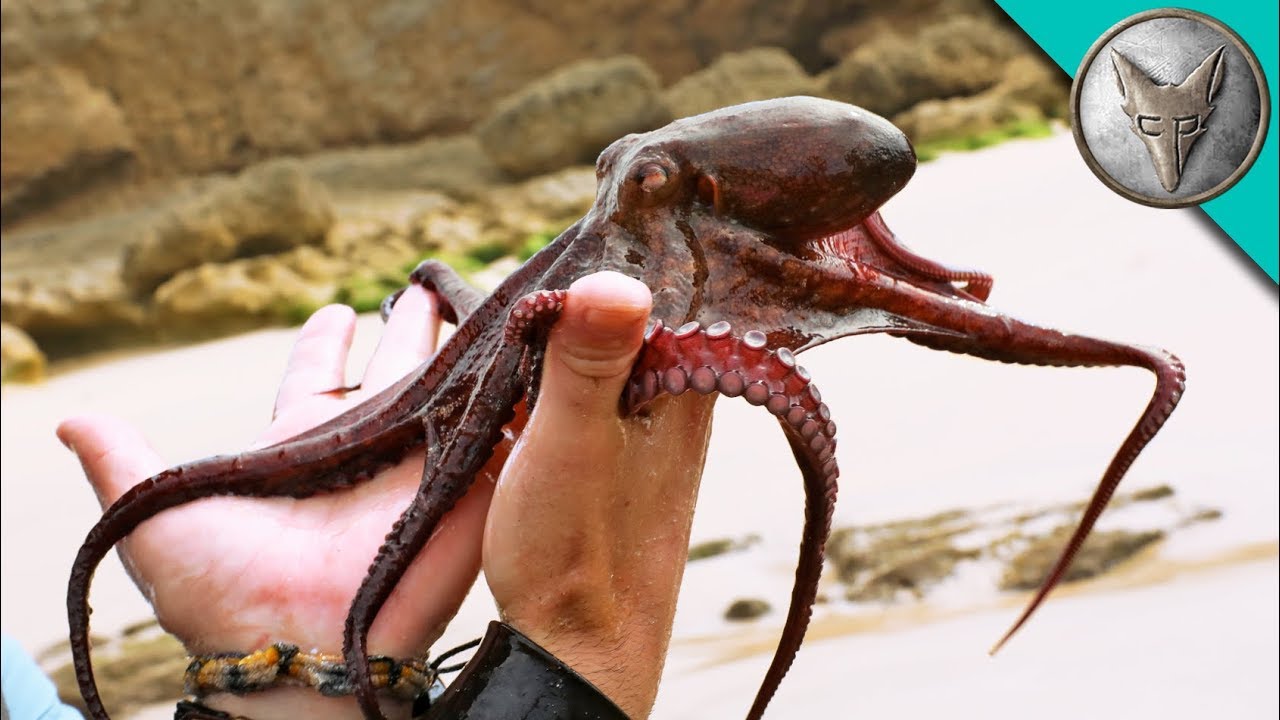 A surprising octopus encounter in South Africa