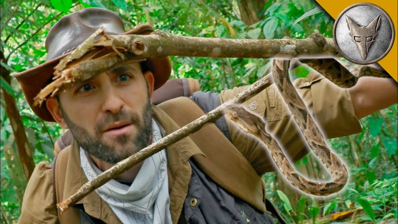 The most dangerous snake in Latin America