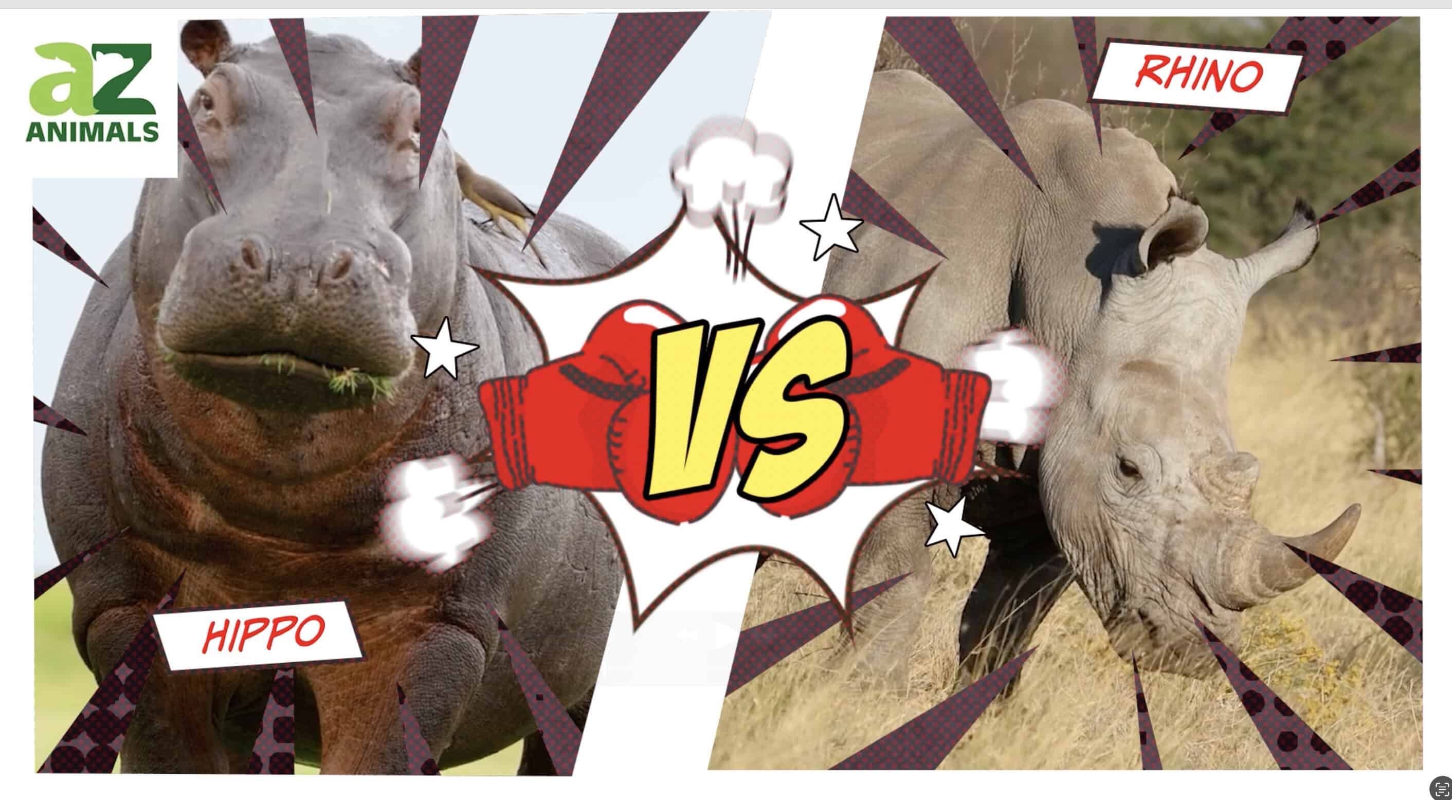 Rhino vs. Hippo: In a Battle of the Behemoths, Who Would Win?