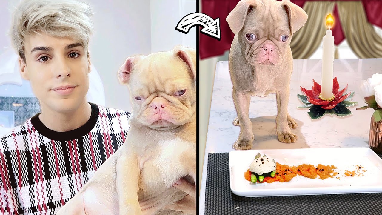 I opened a five-star restaurant for my puppy