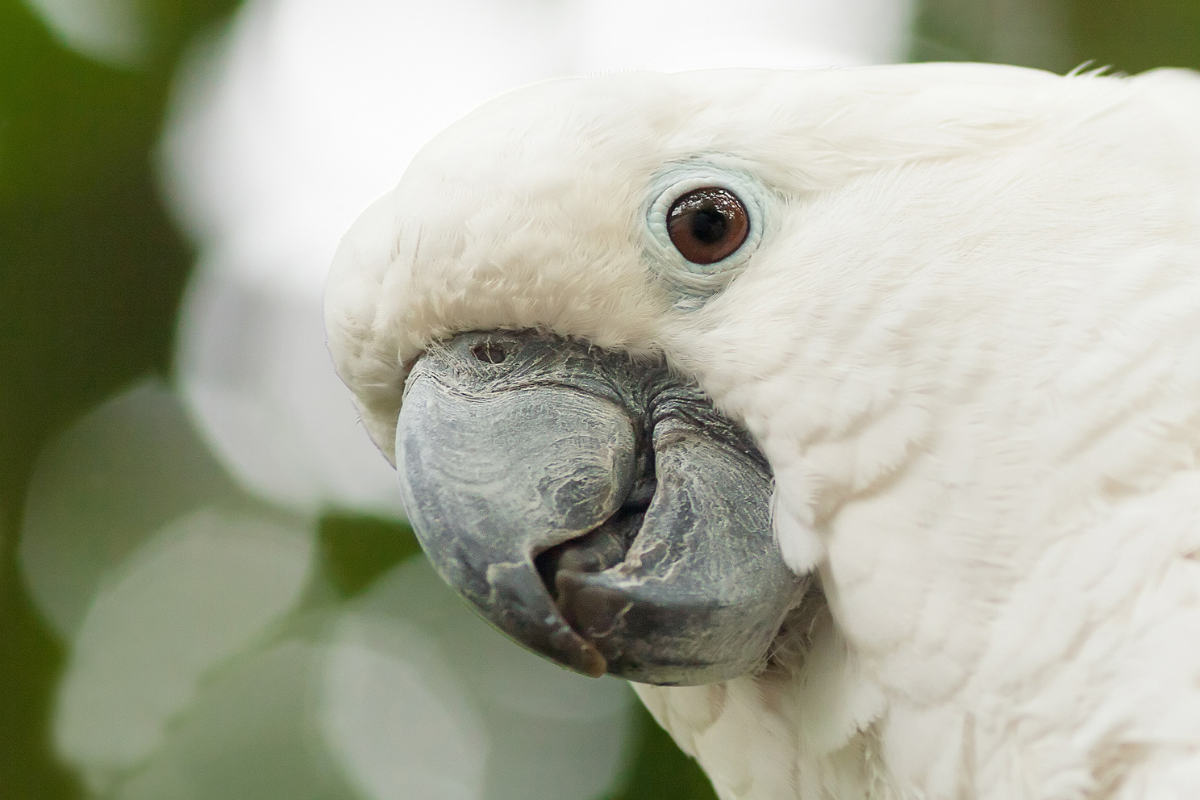 Cockatoo's Funny Response to Hearing Kids Outside Is the Cutest Little Mood