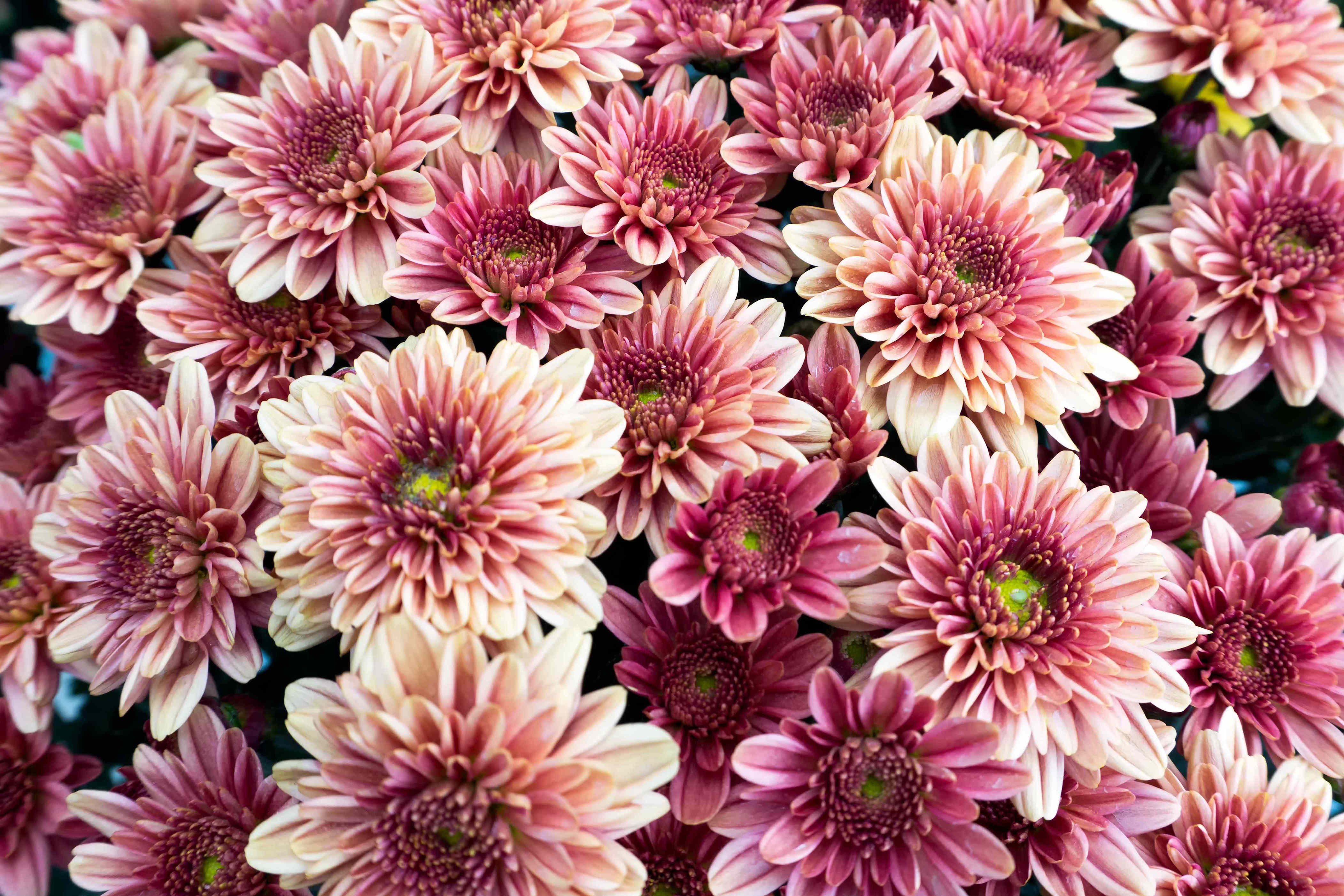 Why You Should Ditch Mums This Fall and Grow This Underrated Flower Instead