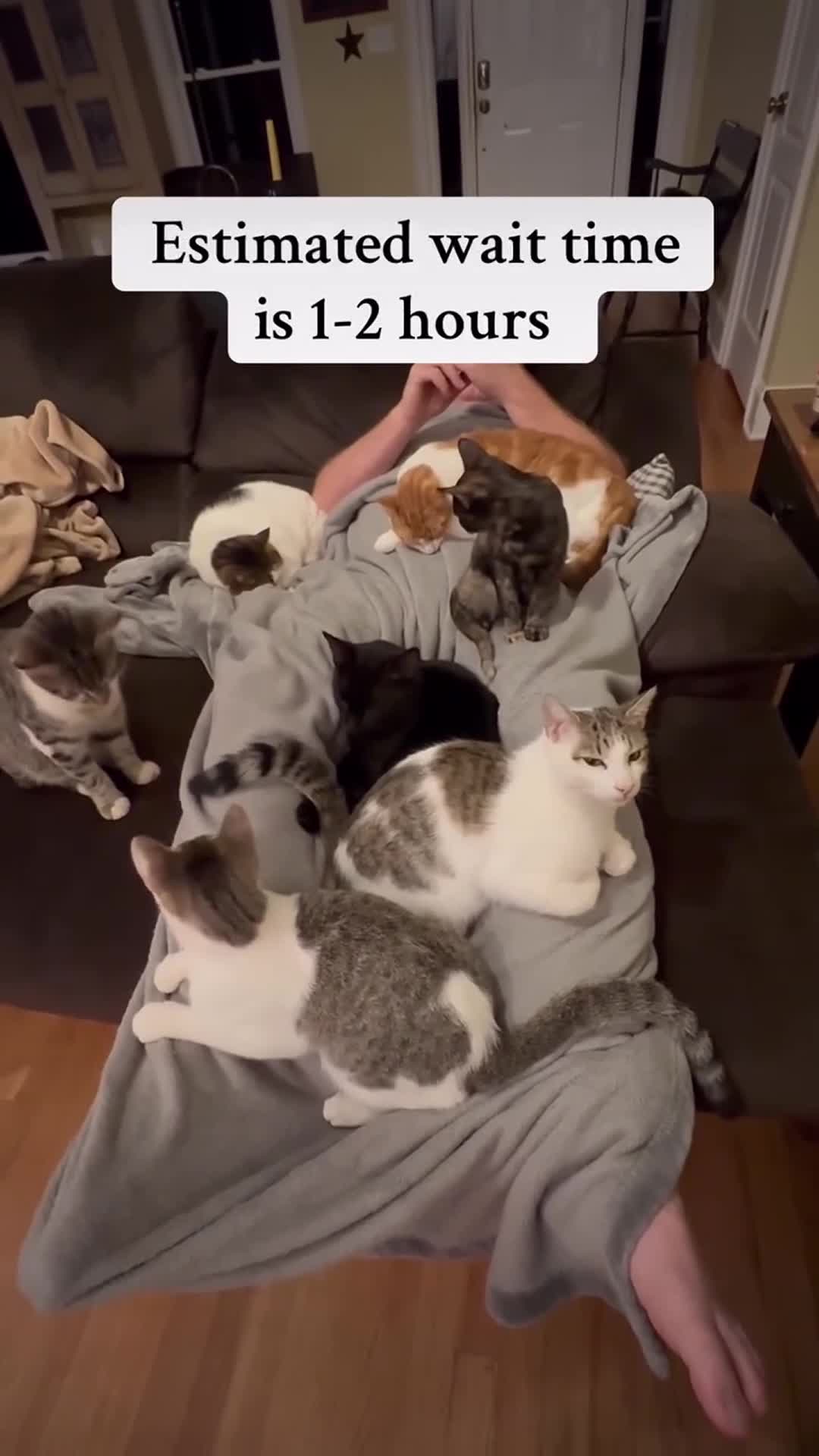 Six Cats Take Over Dad's Lap for Cozy Cuddle Time