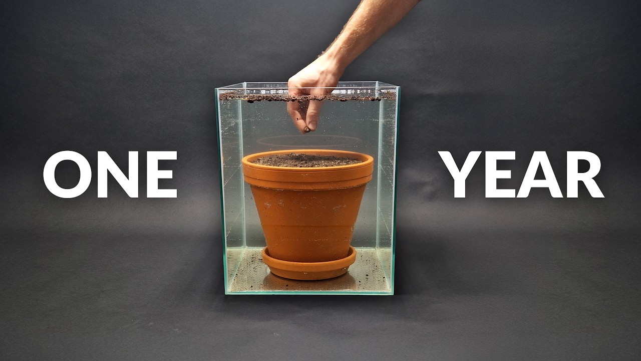 Lotus Plant Journey in Aquarium – Time-lapse