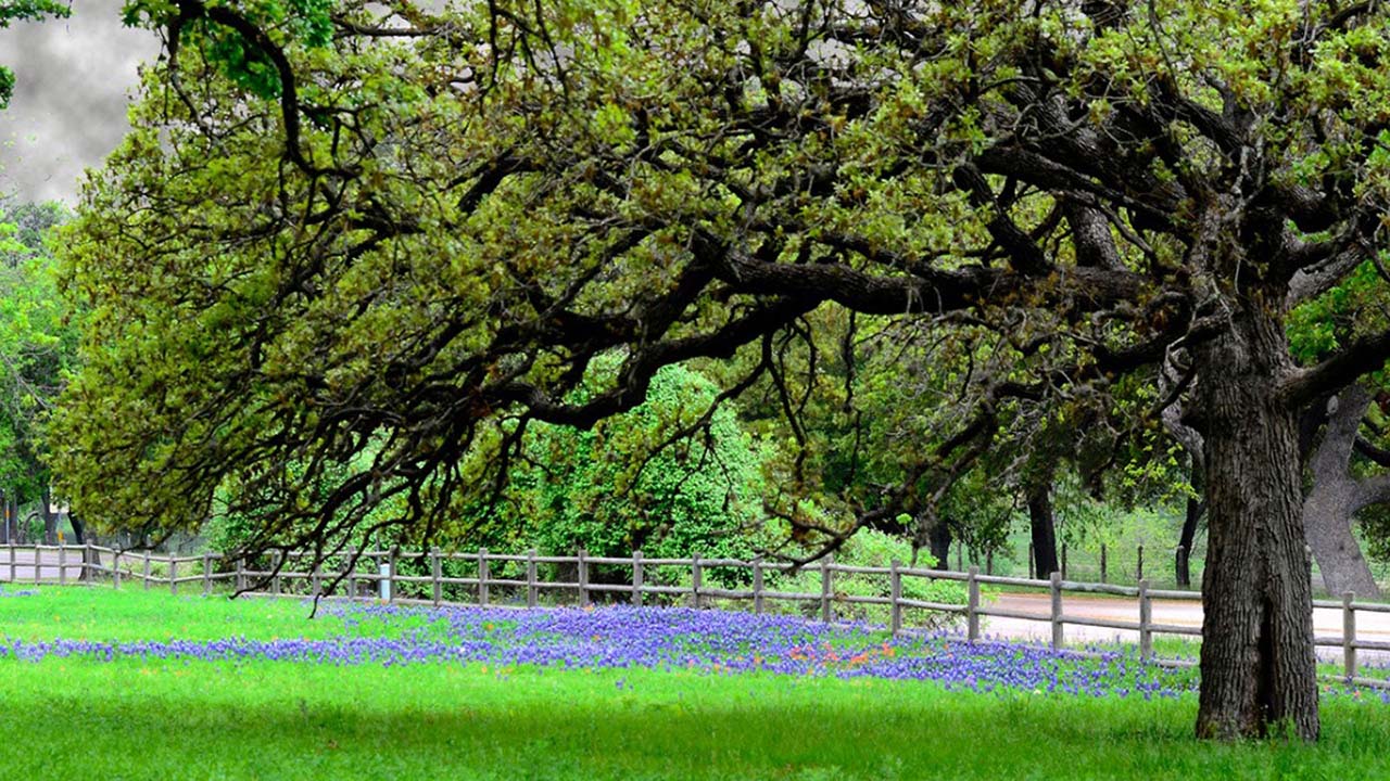 These Are The Best 8 Shade Trees You Can Plant In Your Yard