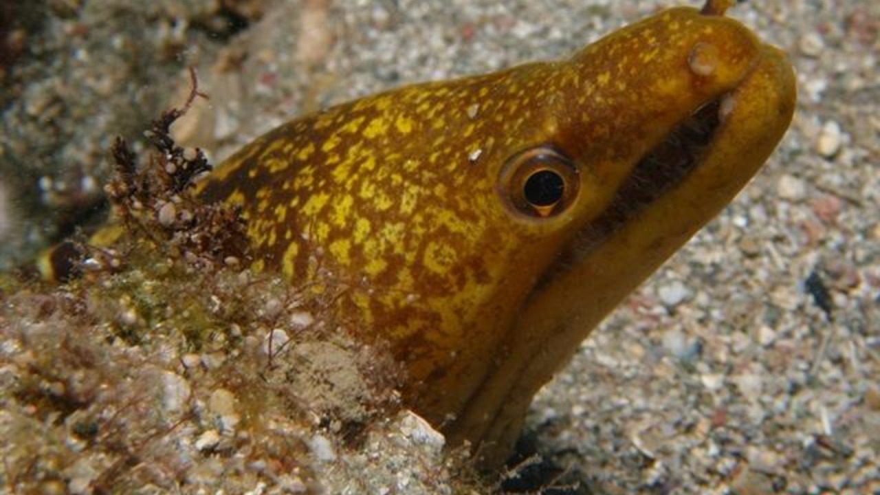 12 strange creatures discovered in the deep ocean this year