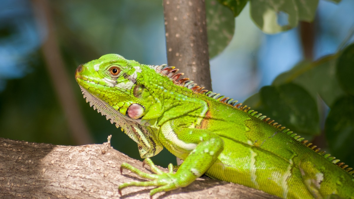 National Iguana Day 2025: 6 Fascinating Facts About These Remarkable ...