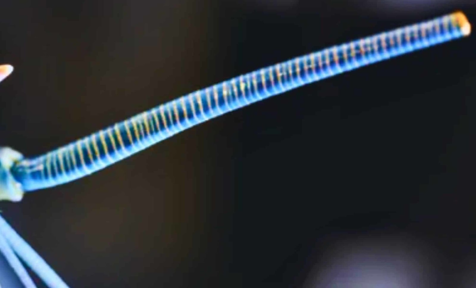 This Bright Blue Lobster Is So Rare, Scientists Say It’s 1 in 200 Million