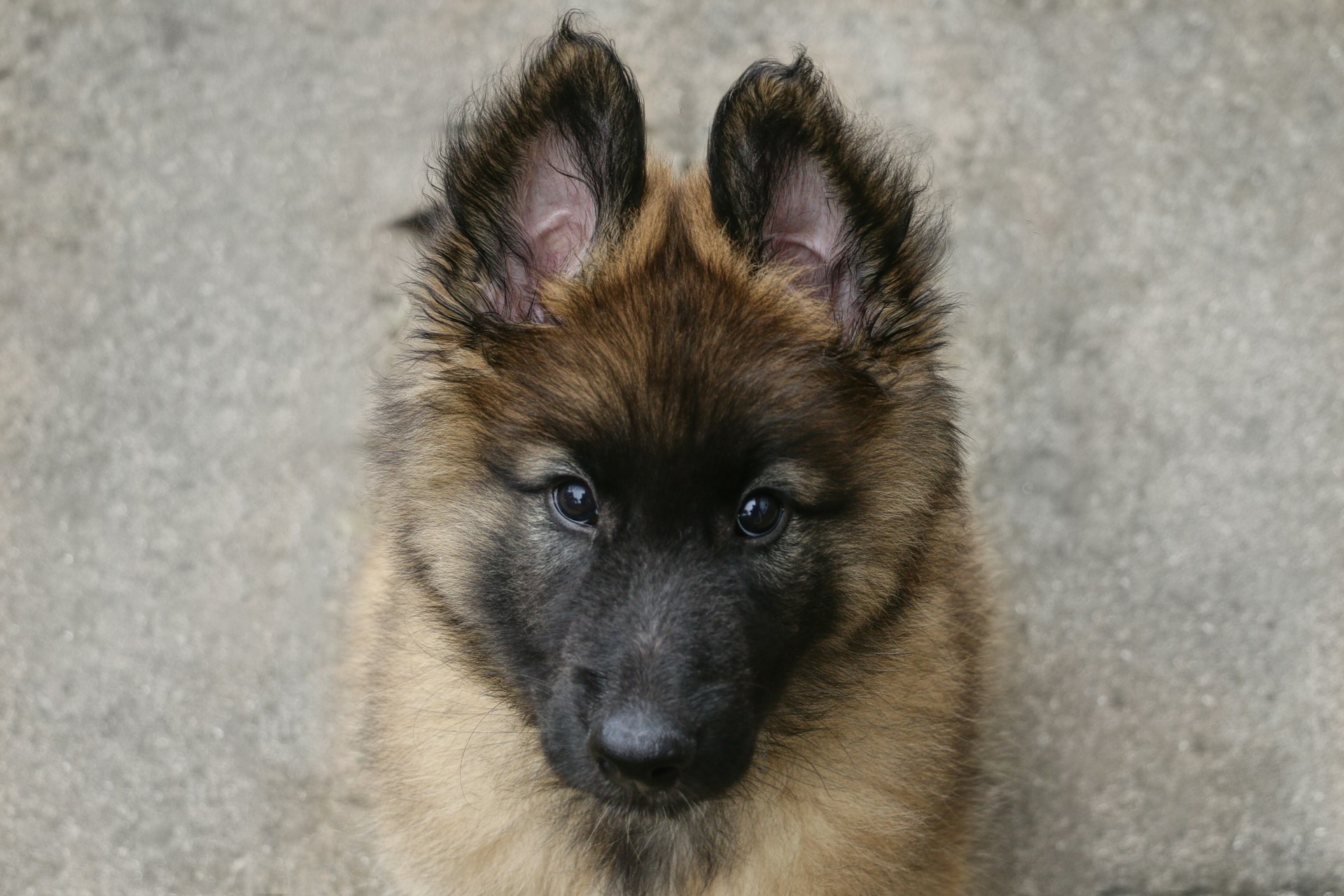Only Dog Parents Get It: 15 Quirks That Make Life With Dogs Amazing