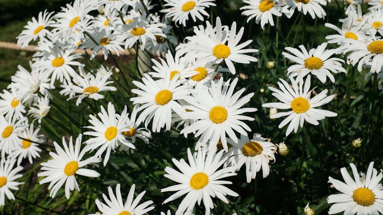 8 Gardening Tips for Growing a Massive Daisy Garden