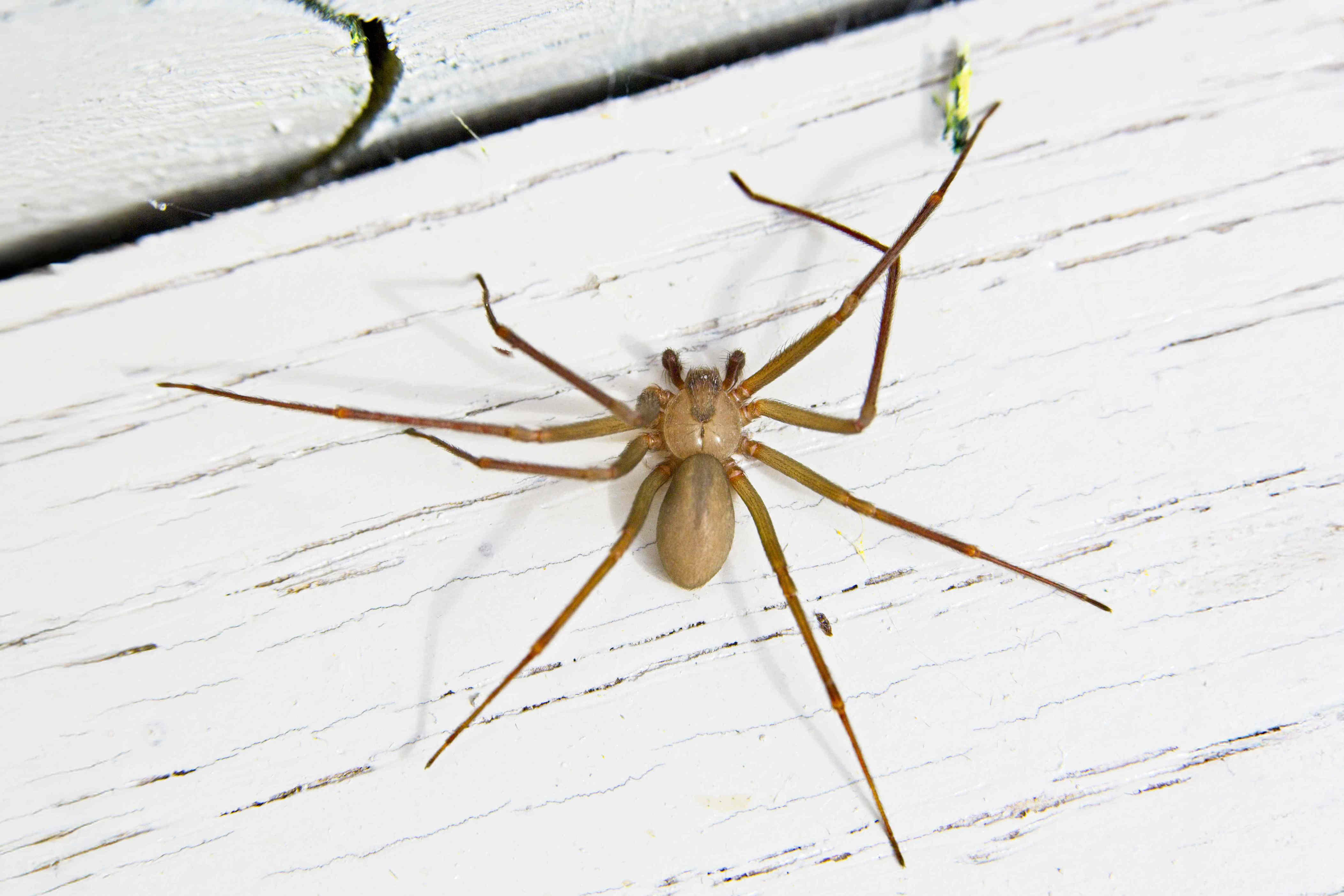 Want to Keep Brown Recluse Spiders Out of Your House? Try These Tips ...