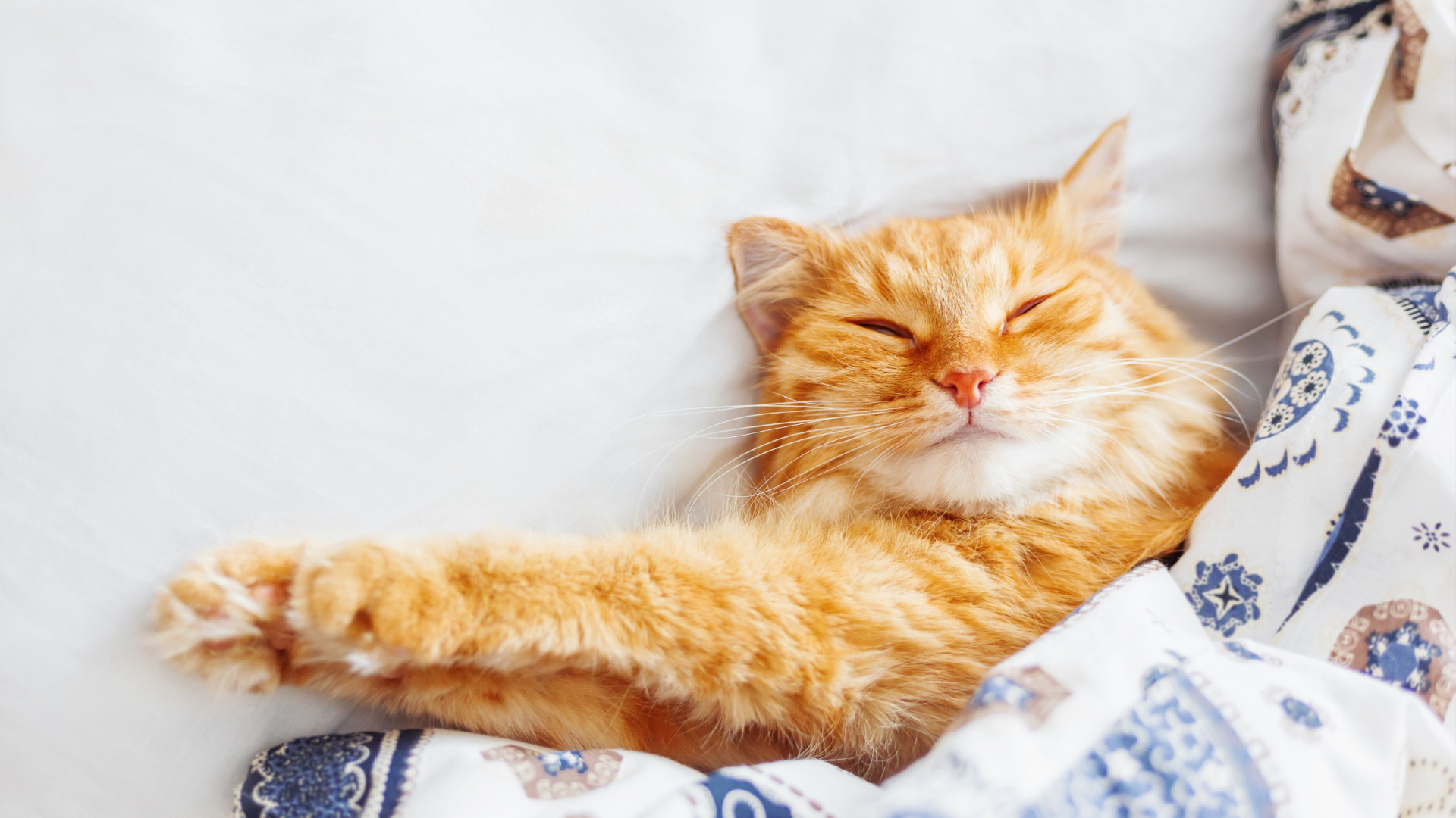Is It OK To Let Your Cat Sleep In Your Bed?