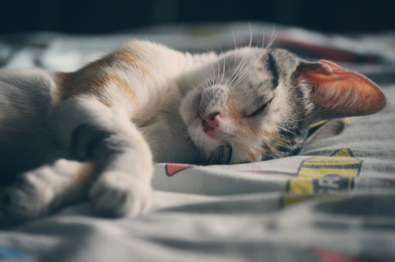 Is It OK To Let Your Cat Sleep In Your Bed?