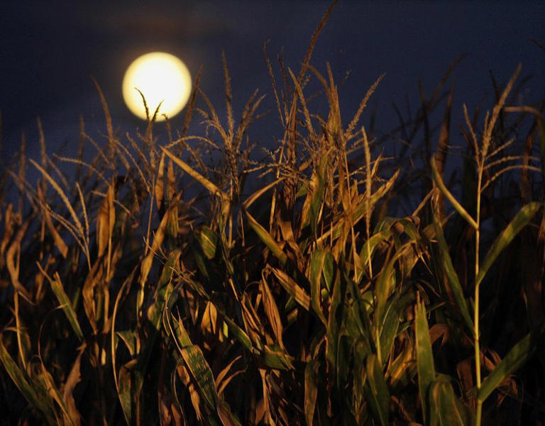 Rare Corn Moon to rise Sunday night
