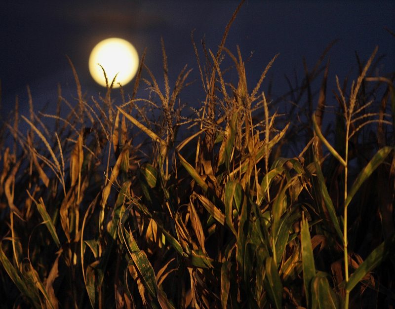 Rare Corn Moon to rise Sunday night