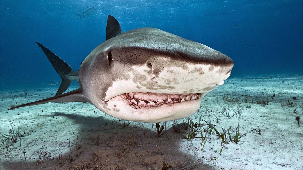 5 Most Dangerous Sharks-And 5 That Are Totally Harmless