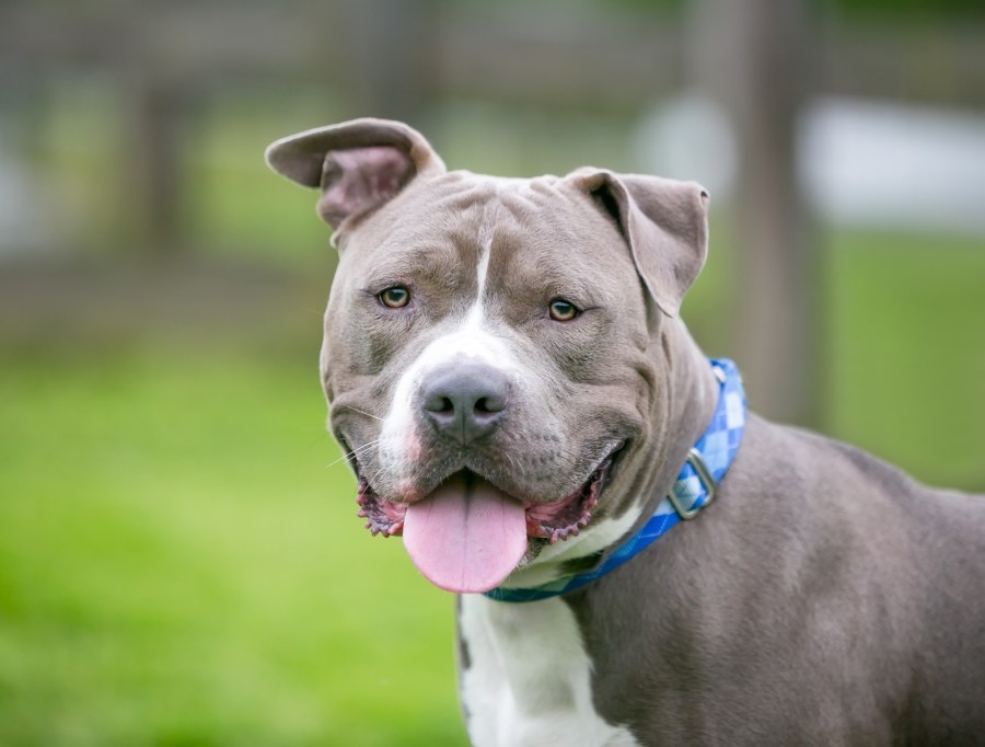 Report reveals the most popular dog breed in each state