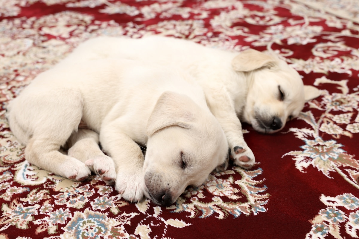 10 Lab Puppies All Waking up at the Same Time Is Sheer Perfection