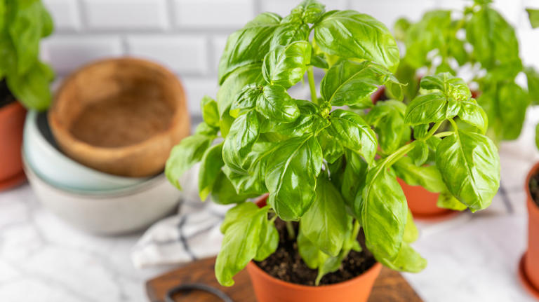 The Important Tricks To Keep Store-Bought Basil Plants Alive